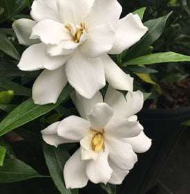 Growing Gardenias: How to Care for Gardenia Plants | Garden Design