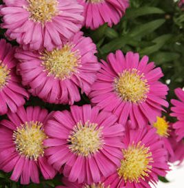 Growing Asters: Planting & Caring for These Fall Flowers | Garden Design