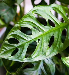 How to Grow Monstera Plants | Garden Design