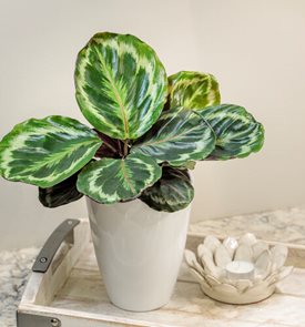 How to Grow Colorful Calathea Plants | Garden Design