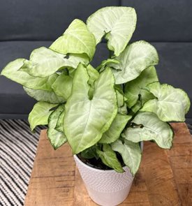 Arrowhead Plants: A Growing Guide | Garden Design