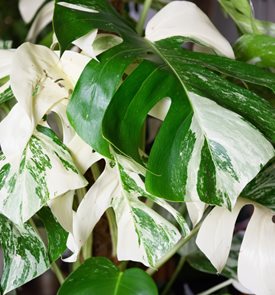 How to Grow Monstera Plants | Garden Design