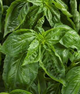 Basil - How to Grow and Care for Basil Plants | Garden Design