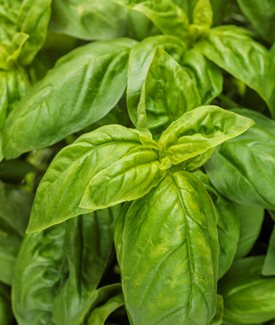 Basil - How to Grow and Care for Basil Plants | Garden Design