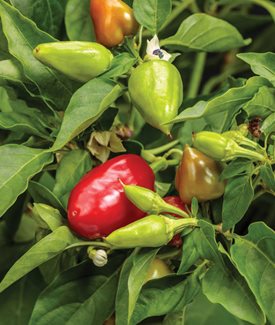 Growing Peppers - How to Grow Pepper Plants | Garden Design