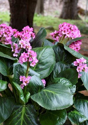 Zone 7 Plants: Top Perennials, Shrubs & Trees | Garden Design