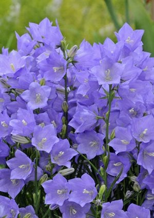 Zone 6 Plants: Top Perennials, Shrubs & Trees | Garden Design