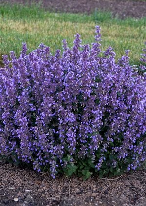 Zone 7 Plants: Top Perennials, Shrubs & Trees | Garden Design