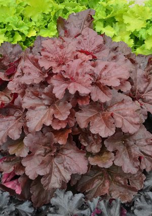 Zone 8: Perennials, Shrubs, & Trees | Garden Design