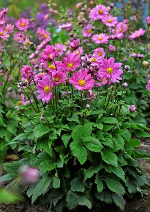 Zone 7 Plants: Top Perennials, Shrubs & Trees | Garden Design