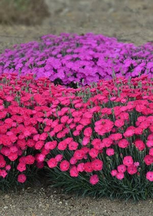 Zone 6 Plants: Top Perennials, Shrubs & Trees | Garden Design