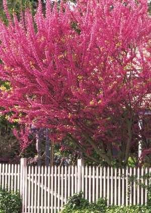 Zone 6: Perennials, Shrubs & Trees | Garden Design
