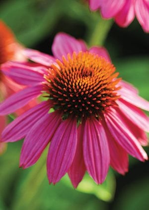 Zone 7 Plants: Top Perennials, Shrubs & Trees | Garden Design