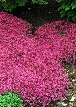 Zone 5 Plants: Top Perennials, Shrubs & Trees | Garden Design