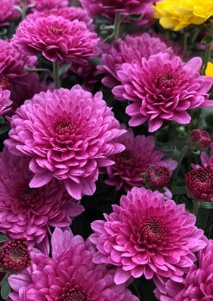 Zone 6 Plants: Top Perennials, Shrubs & Trees | Garden Design