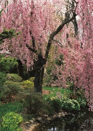 Zone 6: Perennials, Shrubs & Trees | Garden Design