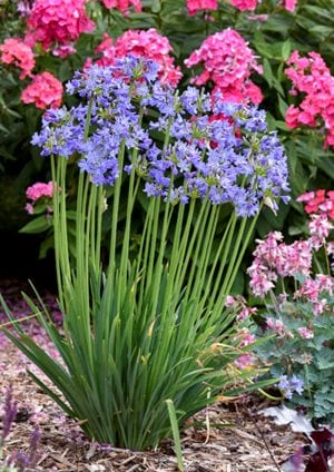 Zone 10 Plants: Top Perennials, Shrubs, & Trees | Garden Design