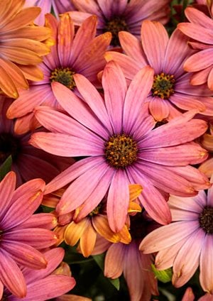 Zone 10 Plants: Top Perennials, Shrubs, & Trees | Garden Design