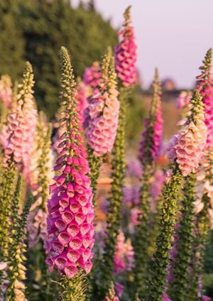 Zone 6 Plants: Top Perennials, Shrubs & Trees | Garden Design