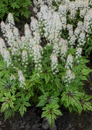 Zone 7 Plants: Top Perennials, Shrubs & Trees | Garden Design