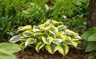 Shade tolerant plants store