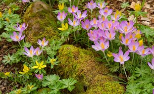 Spring Garden: Tips, Ideas, & Inspiration for Your Garden | Garden Design