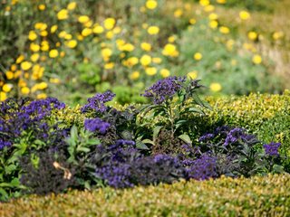 A Guide to Growing Heliotrope | Garden Design