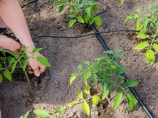 Tomato Plant Watering Guide