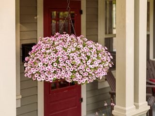 How to Grow Supertunias in Your Garden | Garden Design