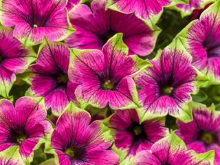 How to Grow Supertunias in Your Garden | Garden Design