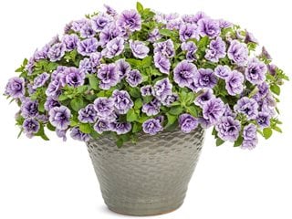 How to Grow Supertunias in Your Garden | Garden Design
