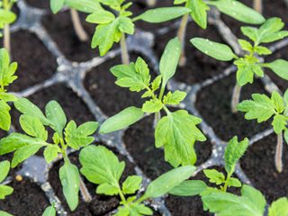 Growing Tomatoes From Seed: The Ulitmate Guide | Garden Design