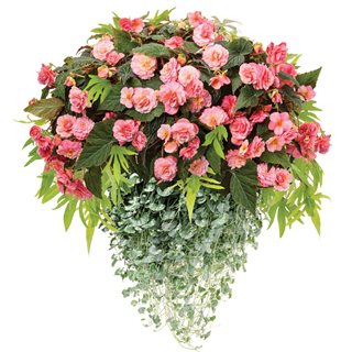 Tuberous Begonias: A Growing & Care Guide | Garden Design