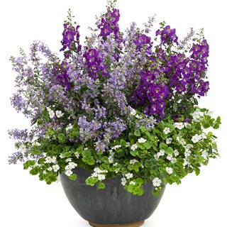 Bacopa Plant - How to Grow Sutera Cordata | Garden Design