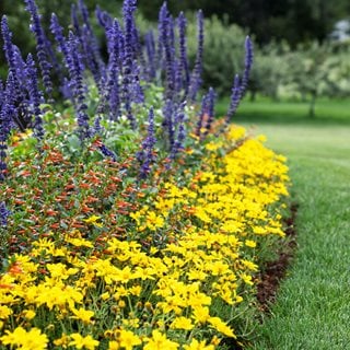 Growing Bidens Flowers: Care Tips for Vibrant Summer Blooms | Garden Design
