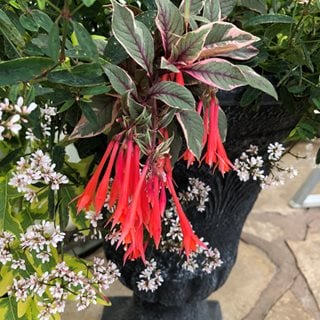 How to Grow & Care for Fuchsia Flowers | Garden Design