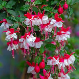 How to Grow & Care for Fuchsia Flowers | Garden Design