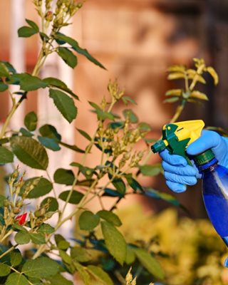 Aphids on Roses? How to Get Rid of Them Safely | Garden Design