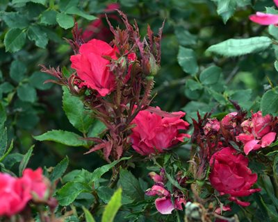 Rose Rosette Disease: How to Treat & Protect Your Roses | Garden Design