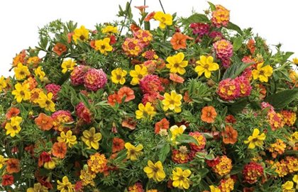How to Grow Lantana in Pots, Hanging Baskets & Containers | Garden Design
