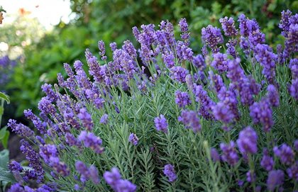 Growing Lavender - Planting & Caring for Lavender Plants | Garden Design