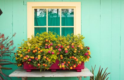 How to Grow Lantana in Pots, Hanging Baskets & Containers | Garden Design
