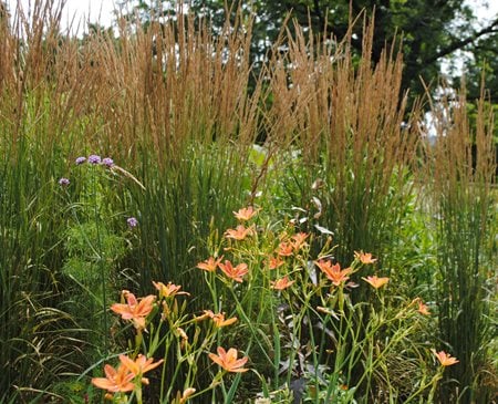 Structural Plants & How to Use Them in Your Garden | Garden Design