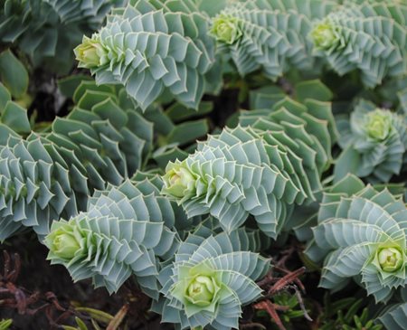 Structural Plants & How to Use Them in Your Garden | Garden Design