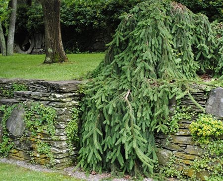 Structural Plants & How to Use Them in Your Garden | Garden Design