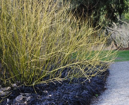 Structural Plants & How to Use Them in Your Garden | Garden Design