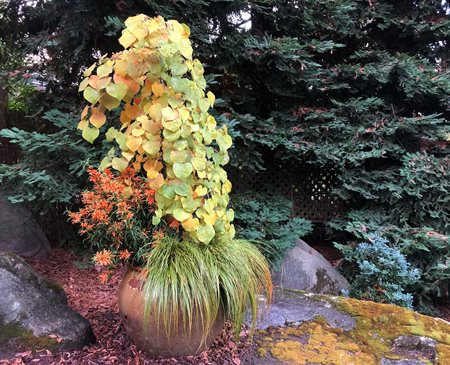 Structural Plants & How to Use Them in Your Garden | Garden Design