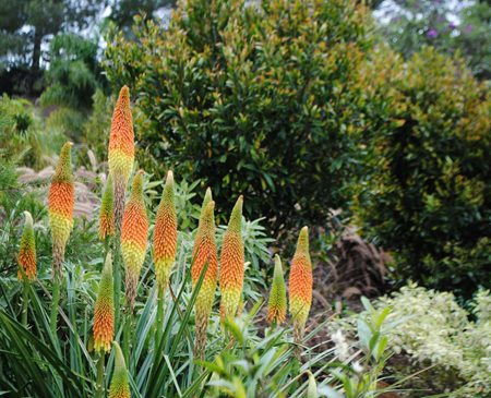 Structural Plants & How to Use Them in Your Garden | Garden Design