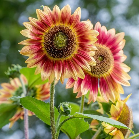 10 Spring Garden Ideas | Garden Design