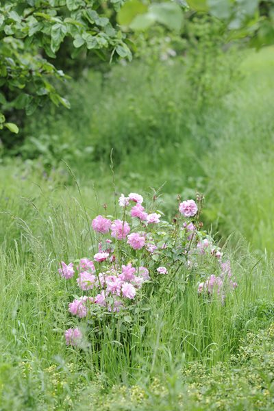 Arne Maynard's Rustic Home in Wales, Photo Gallery - Gallery | Garden ...
